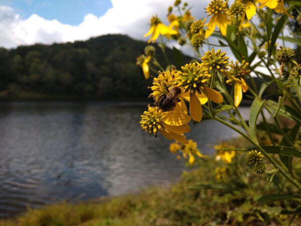 Guide to Hocking Hills Plants & Trees