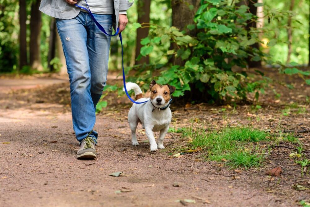 The Best Dog-Friendly Trails in Hocking Hills - Go Hocking