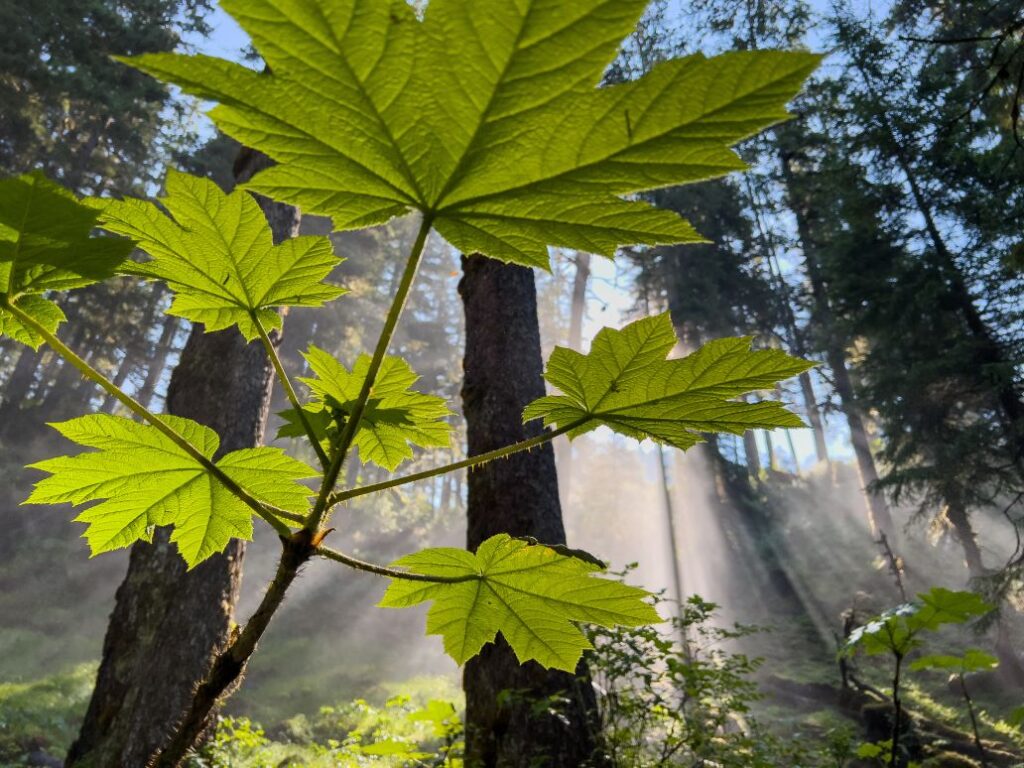 Guide to Hocking Hills Plants & Trees